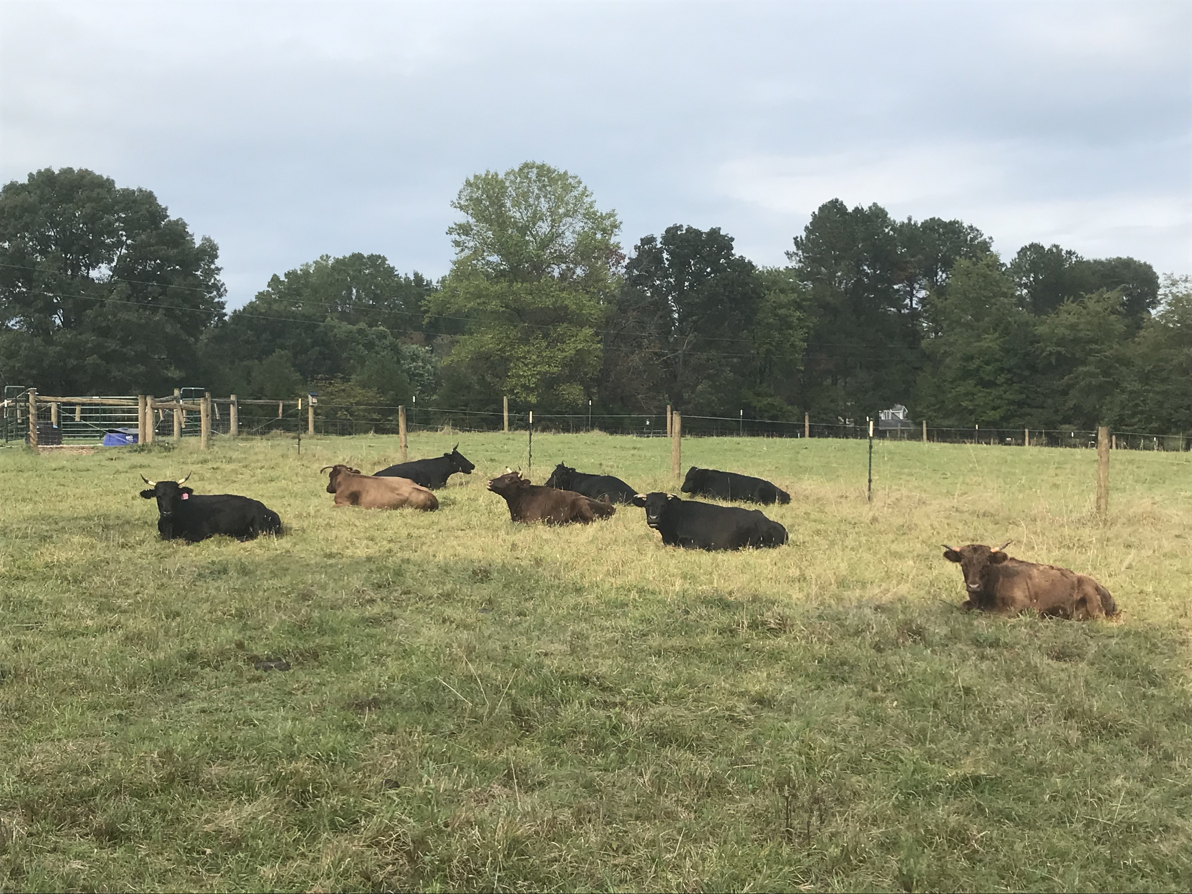 Irish Dexter Cattle in Virginia | A Heritage Breed