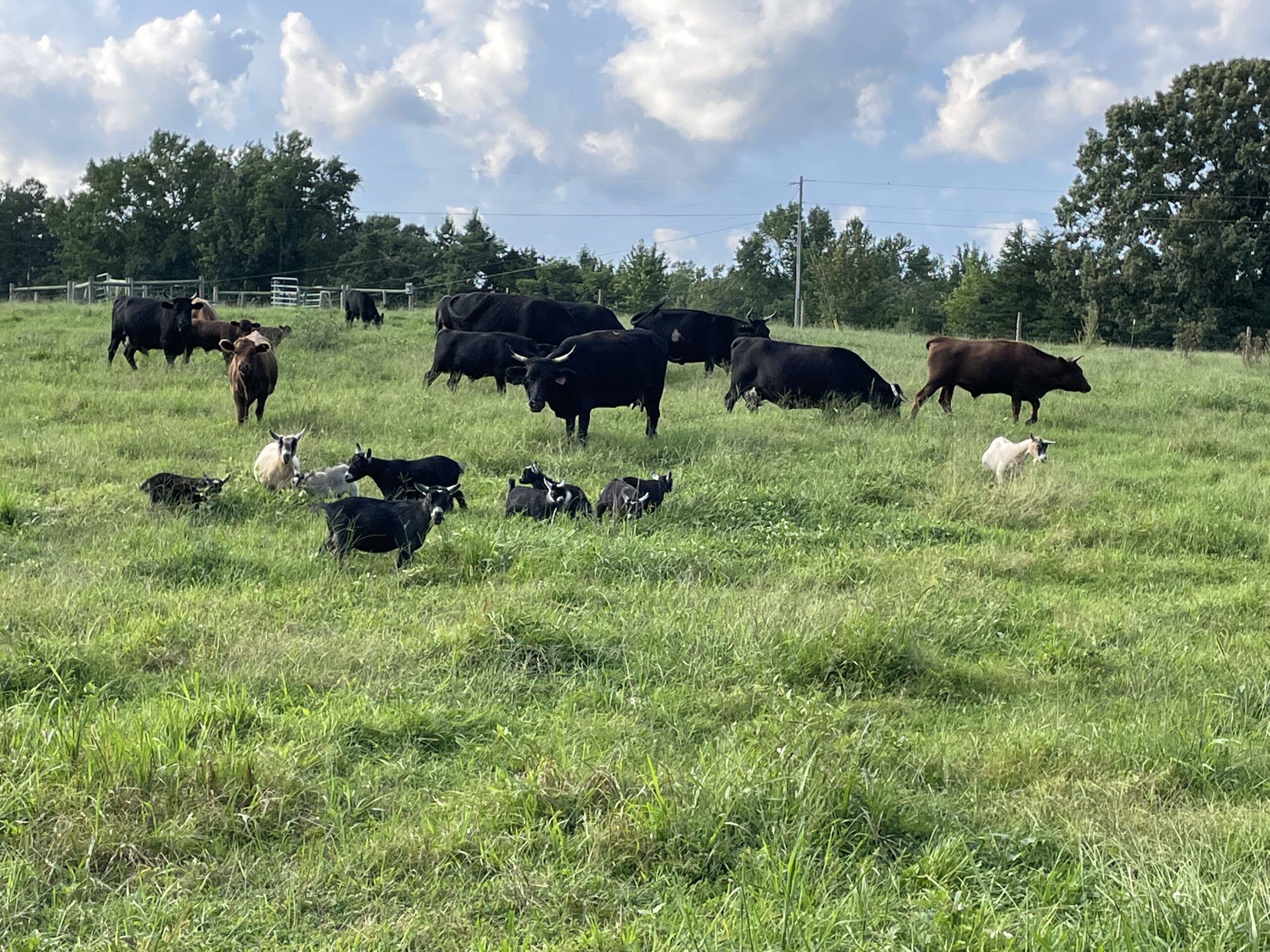 African Pygmy Goats in Virginia